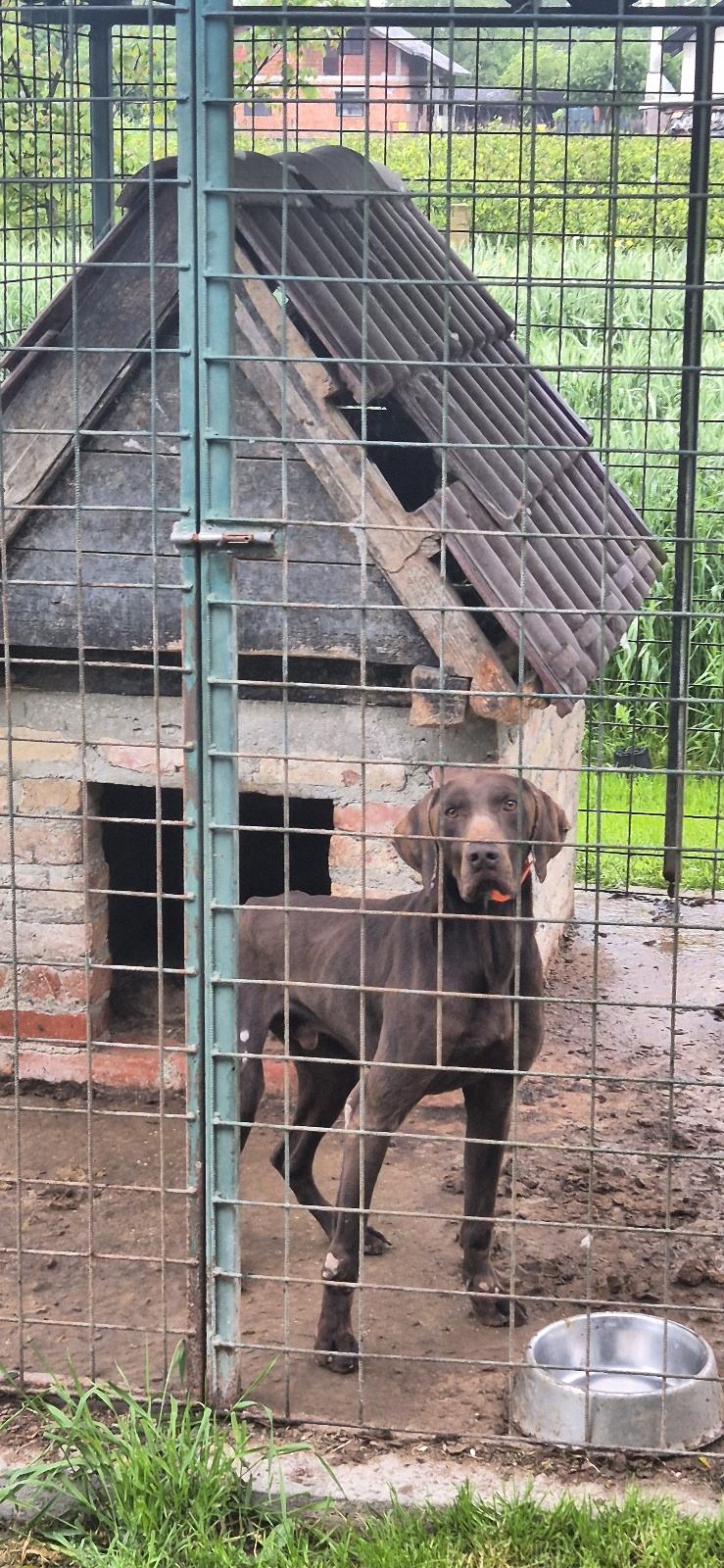 Njemački kratkodlaki ptičar