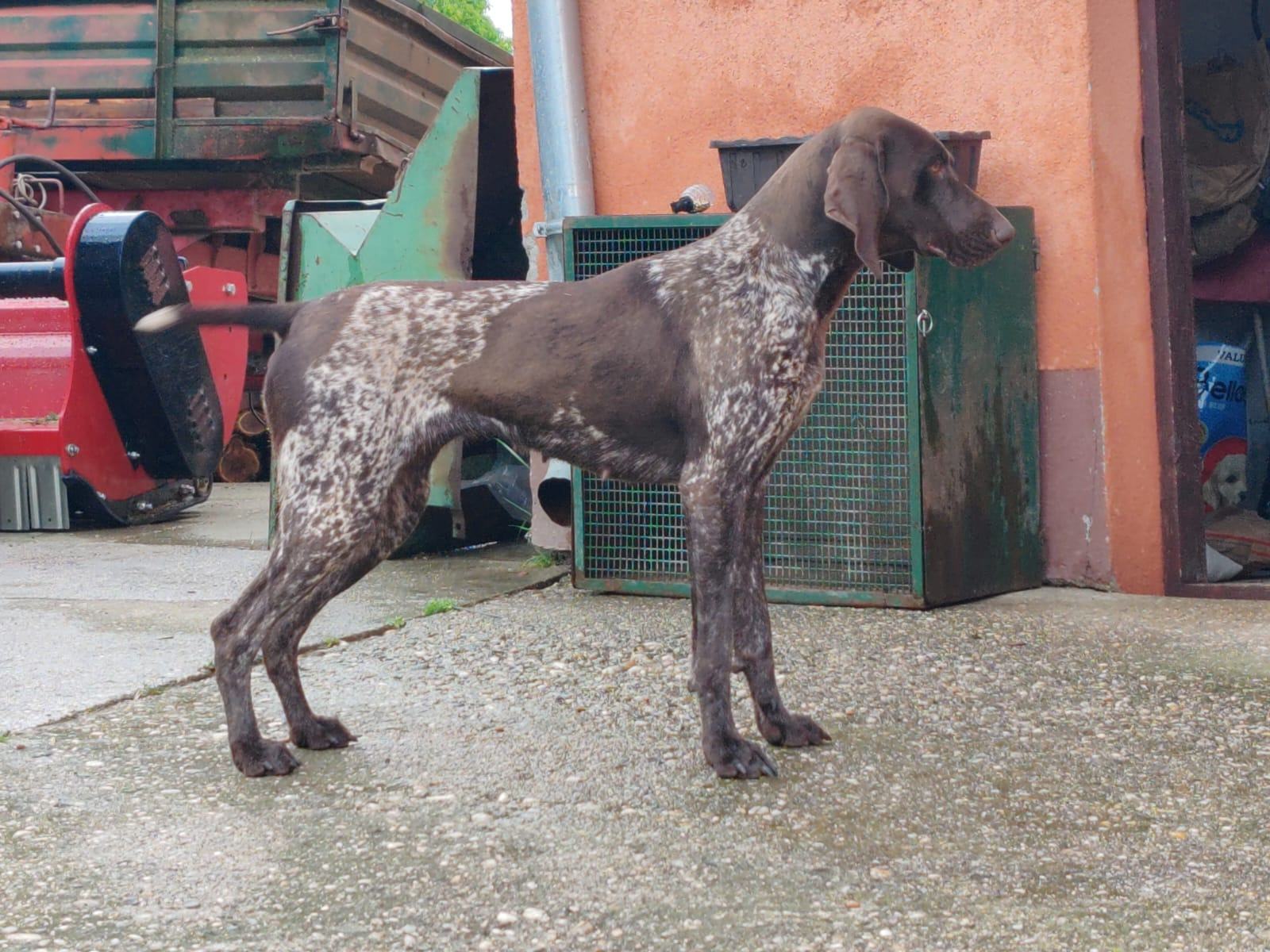 Njemački kratkodlaki ptičar