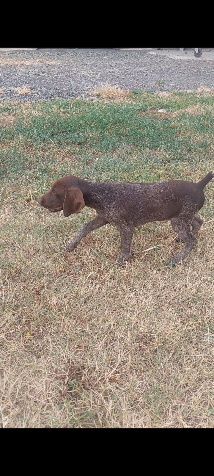 Njemački kratkodlaki ptičar ŠTENE s rodovnicom