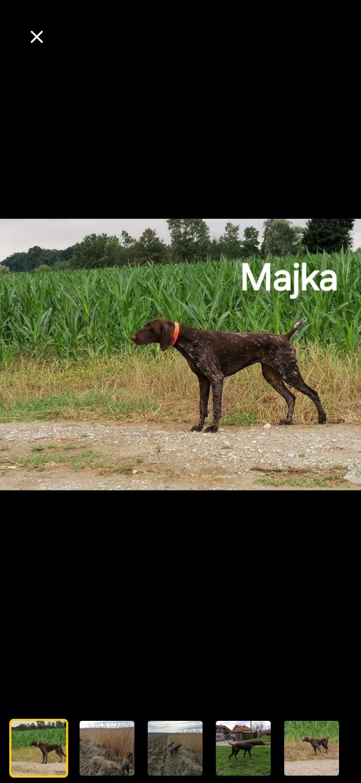 Njemacki Kratkodlaki Pticar Štenci