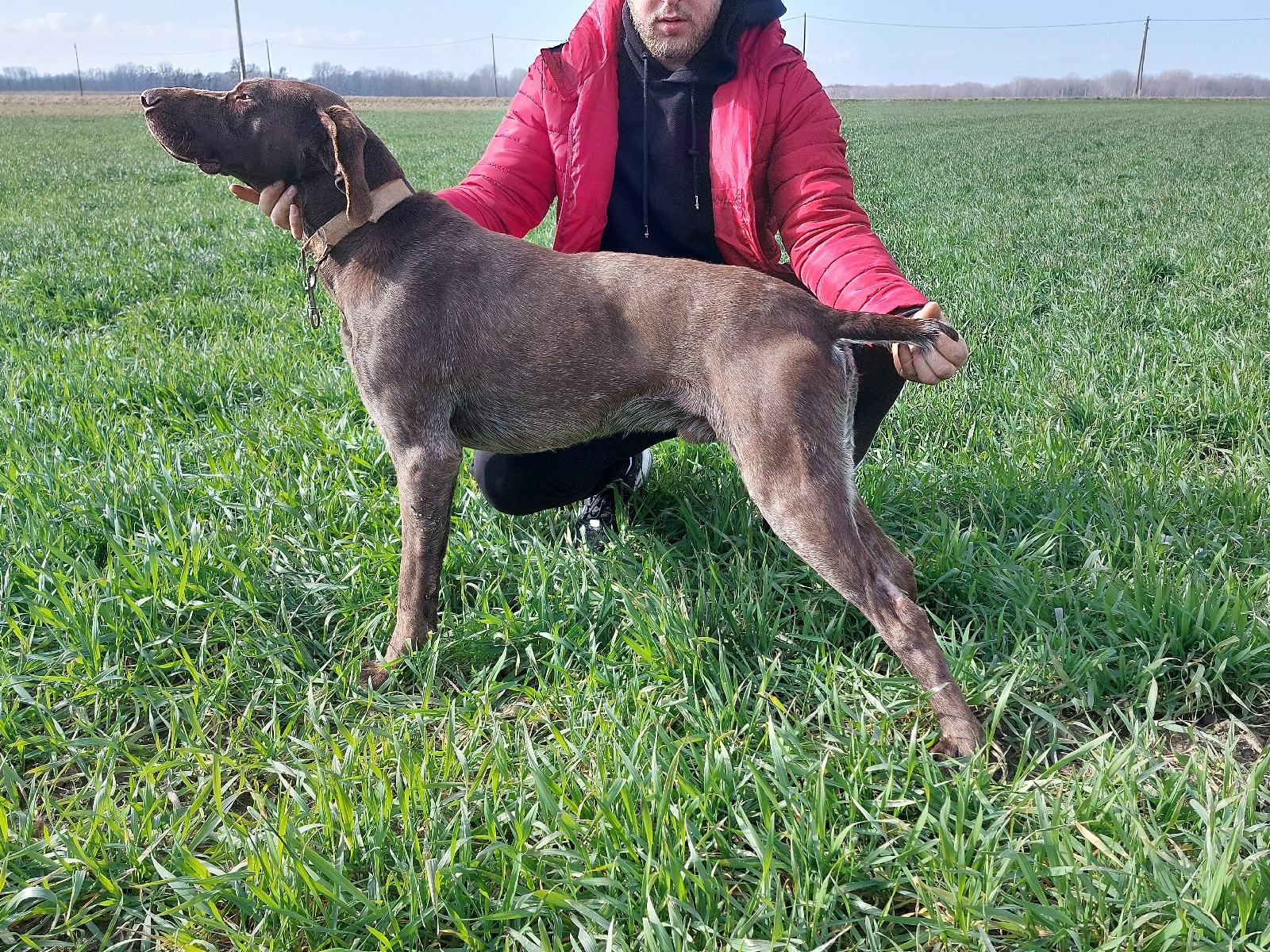 Njemački kratkodlaki ptičar uveden u lov HITNO!