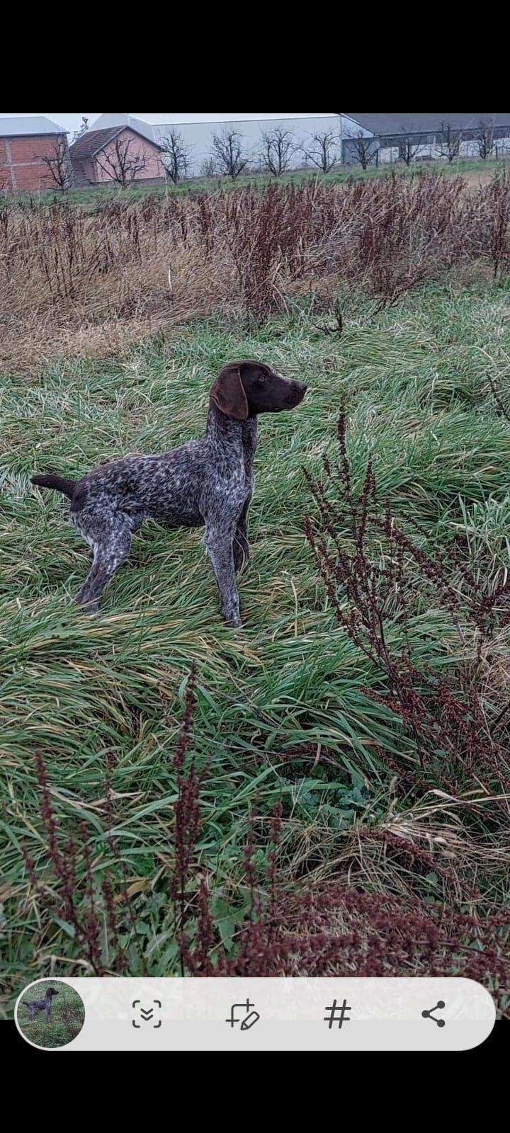 njemački kratkodlaki ptičar ŽENKA Stara 7mj.