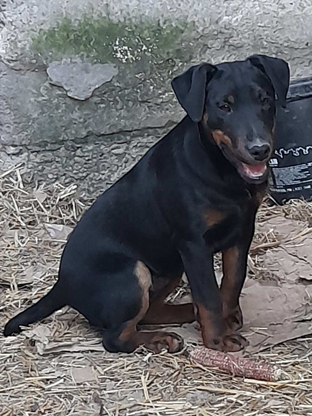 Njemački lovni terijer