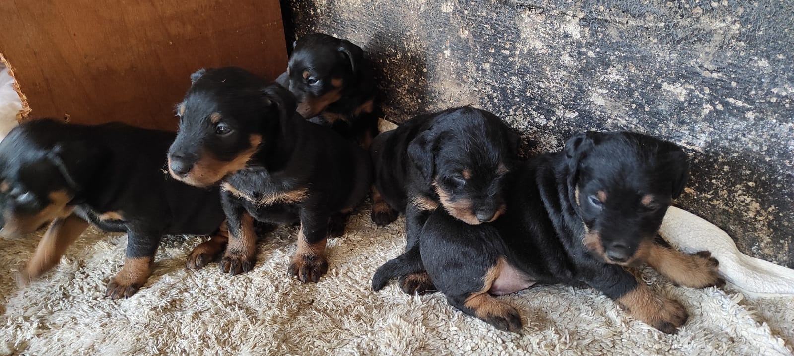 njemacki lovni terijer