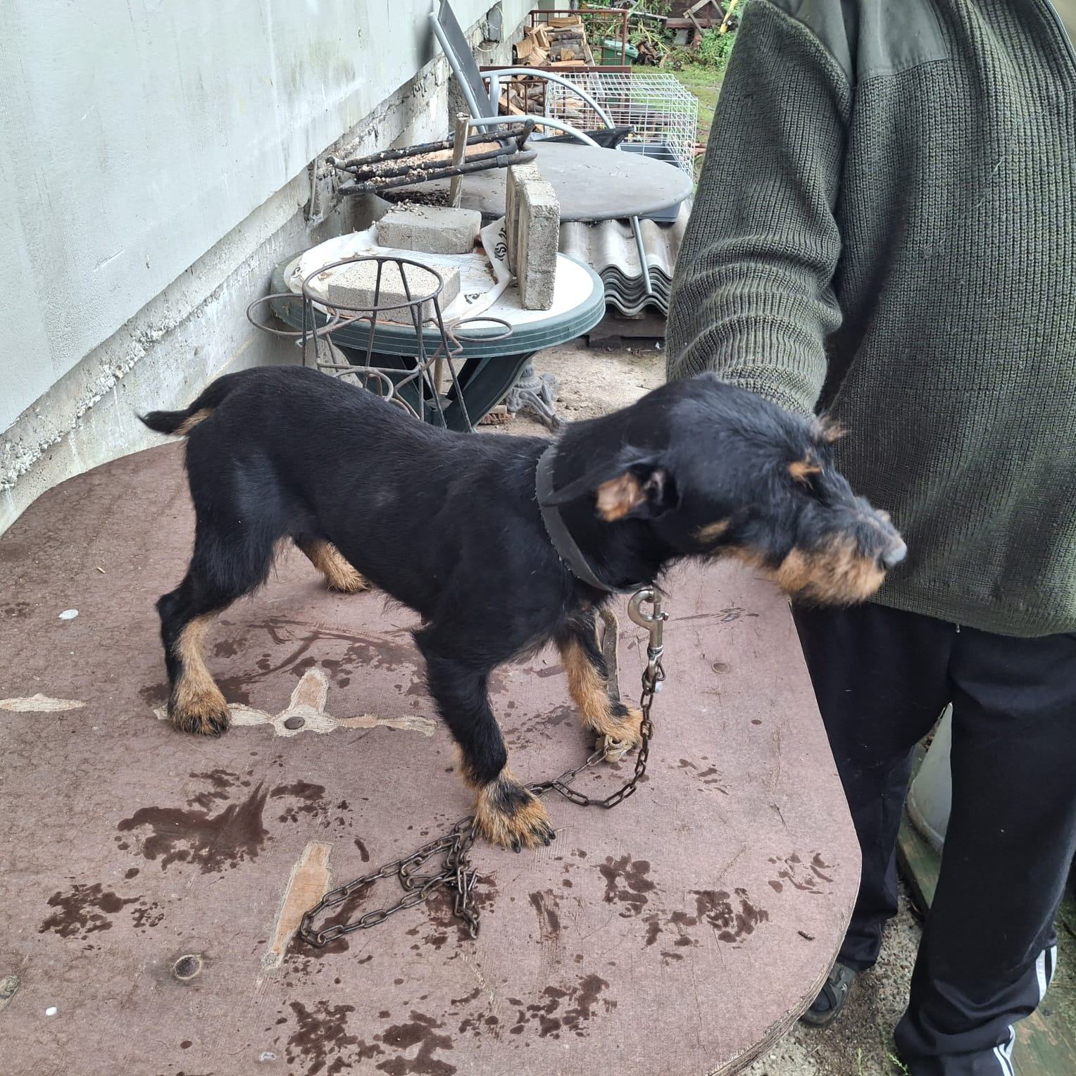 Njemacki lovni terijer