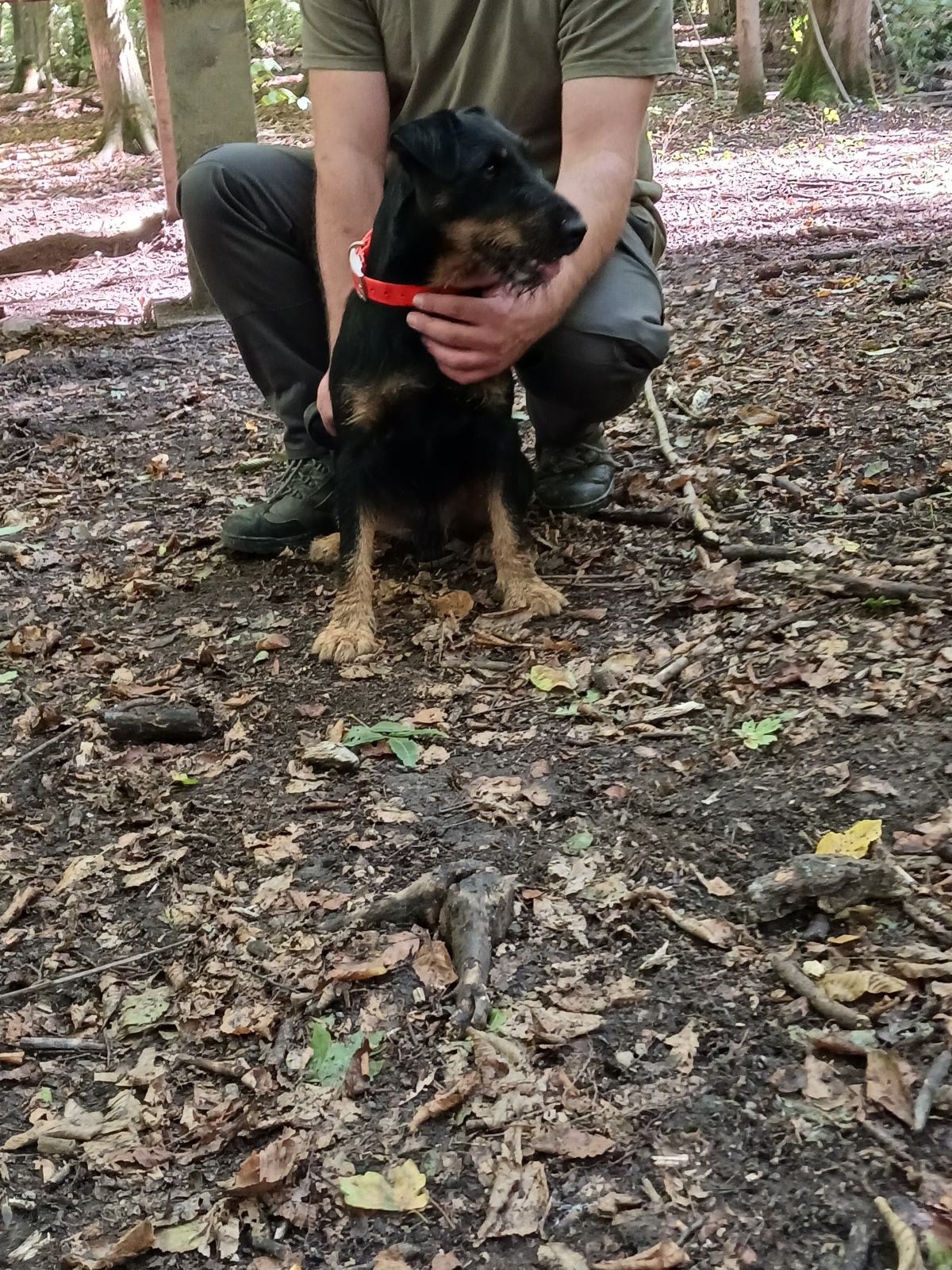 Njemacki Lovni Terijer