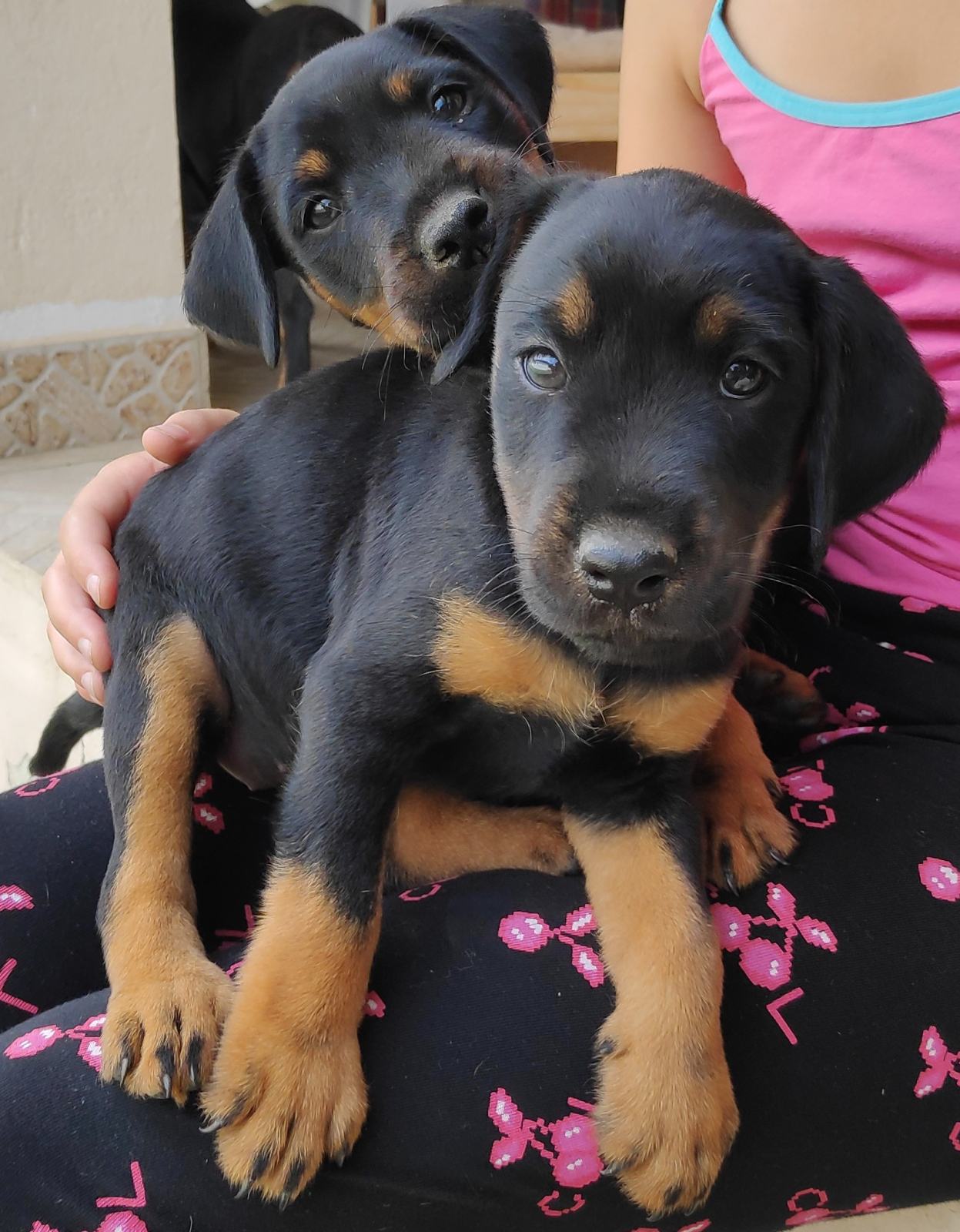 Njemački lovni terijer, štenci
