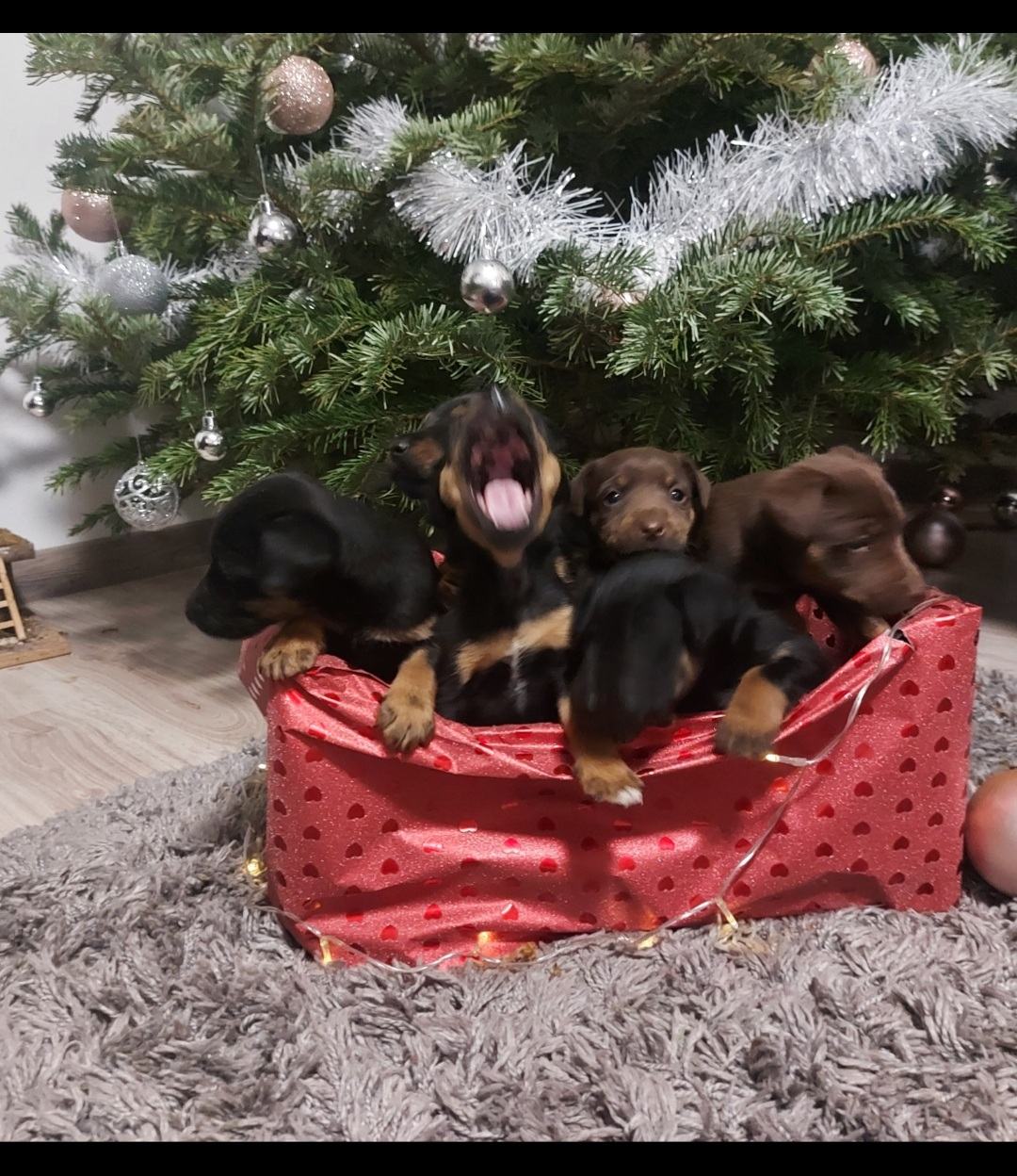 Njemački lovni terijer (štenci)