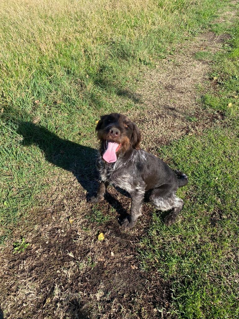 Njemački oštrodlaki ptičar