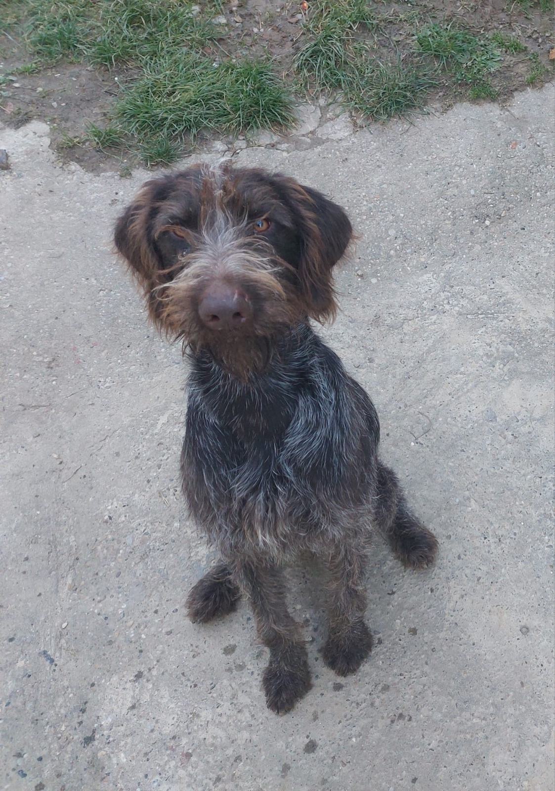 Njemački oštrodlaki ptičar