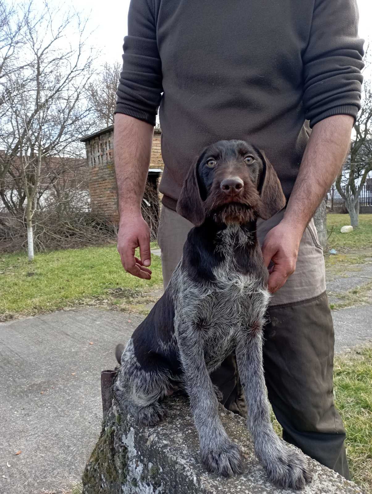 Njemački oštrodlaki ptičar