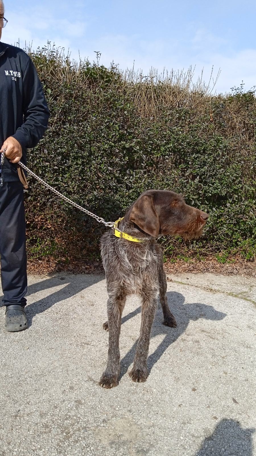 Njemački oštrodlaki ptičar