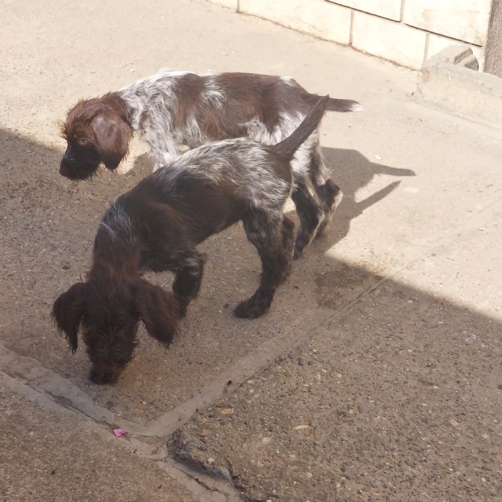 Njemacki ostrodlaki pticar