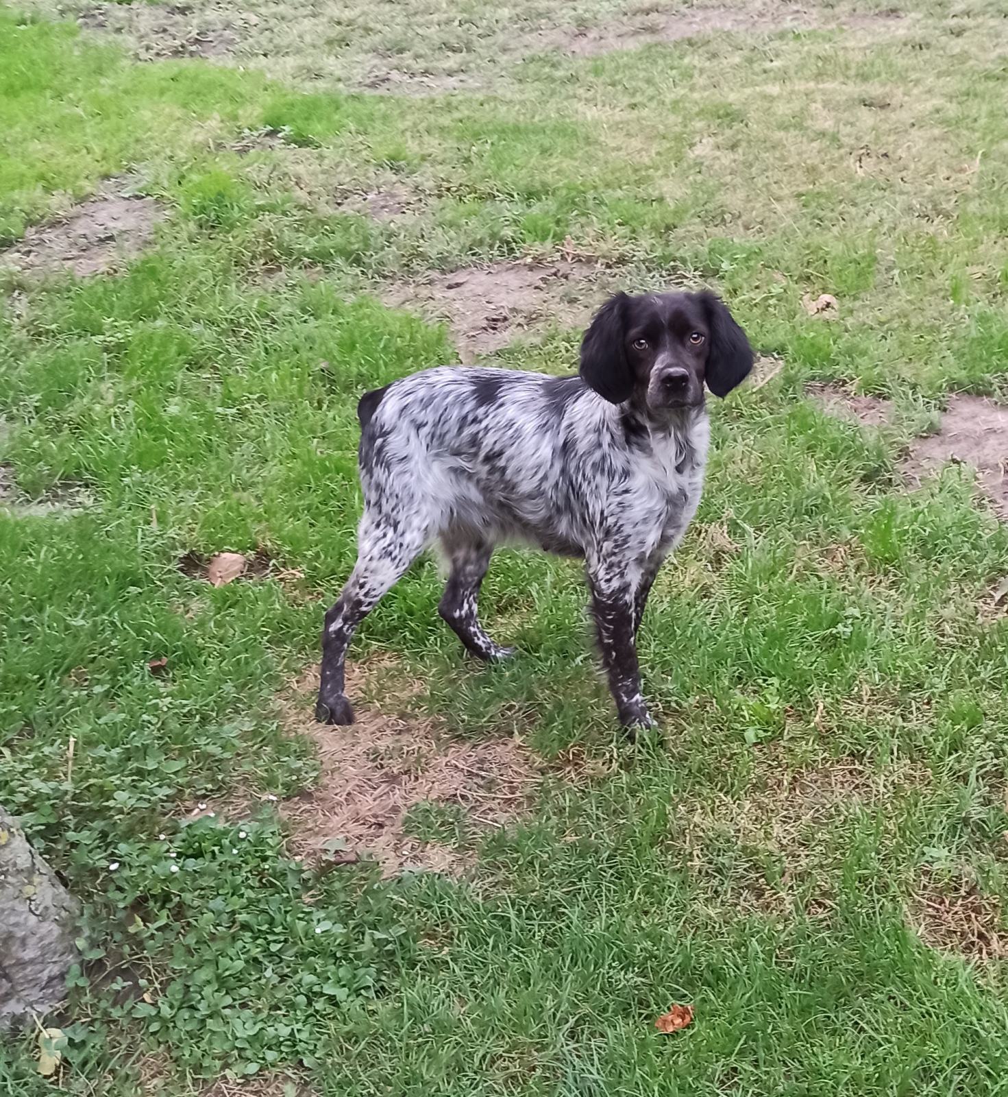 EPANJEL BRETONI - ženkice 9 mj.