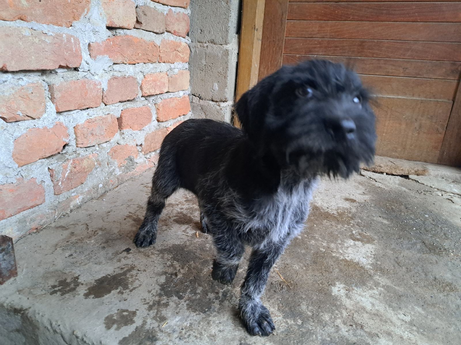 Njemacki ostrodlaki pticari