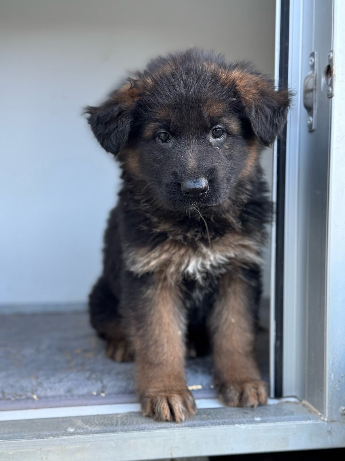 Njemački ovčar štene - DUGA DLAKA