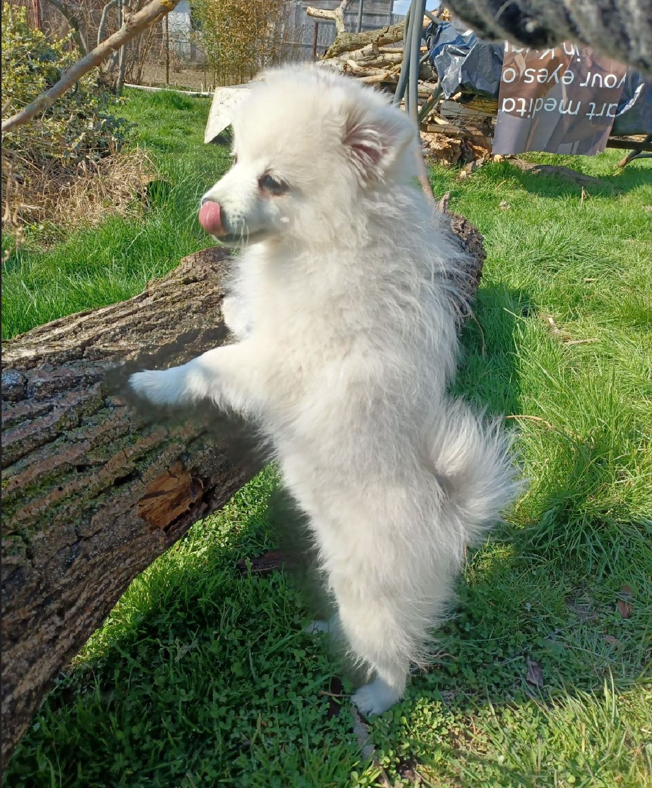 Čupavi bijeli Njemački mali špic