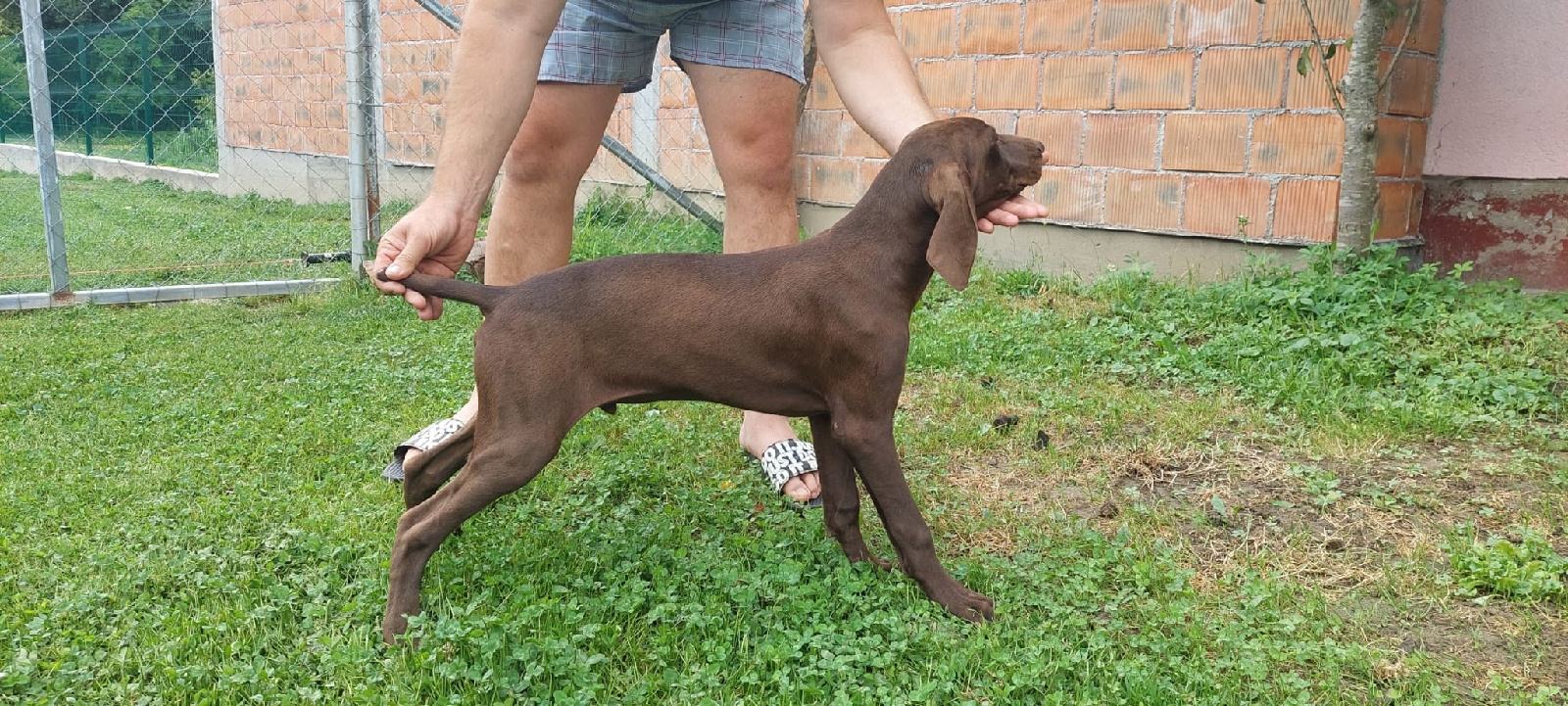 Njemački kratkodlaki Ptičar