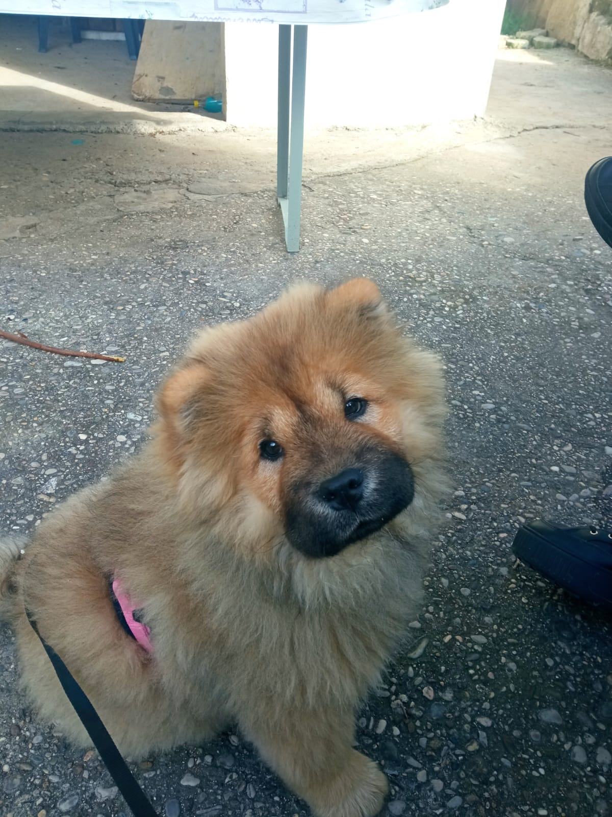 Pas Chow chow, Bella stara 6 mjeseci