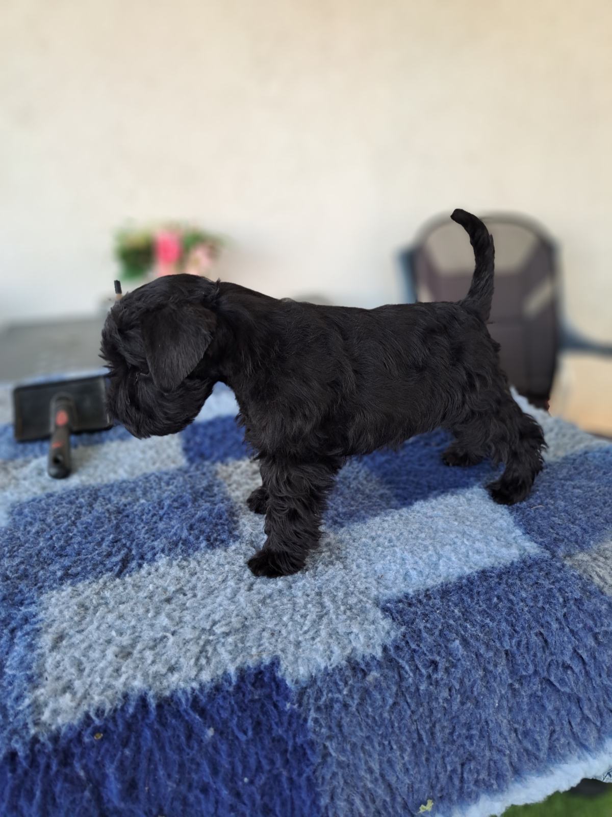 PATULJASTI CRNI SNAUCER