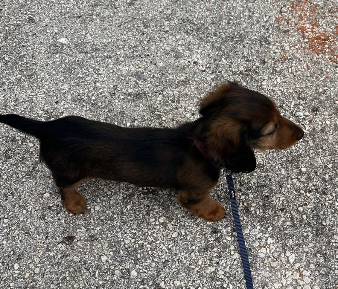 Jazavčar dugodlaki patuljasti