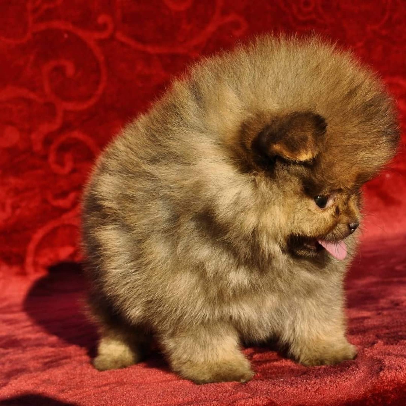 Pomeranac BOO