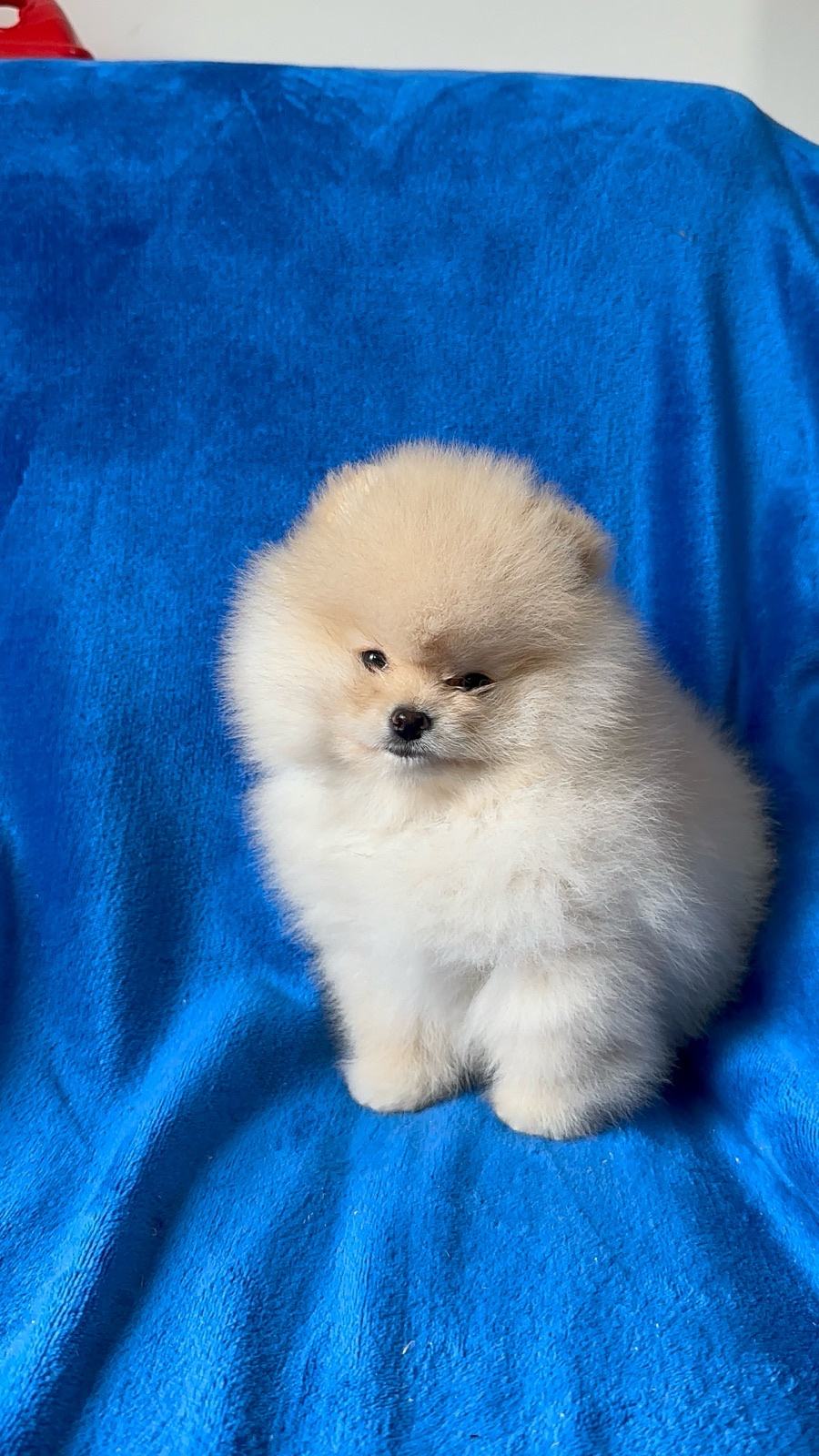 Pomeranac Boo
