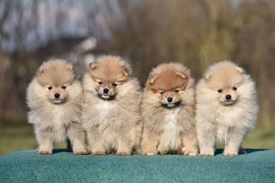 Pomeranac sa rodovnicom