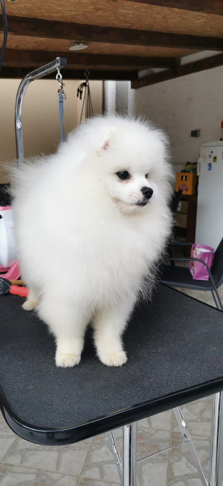 Pomeranac