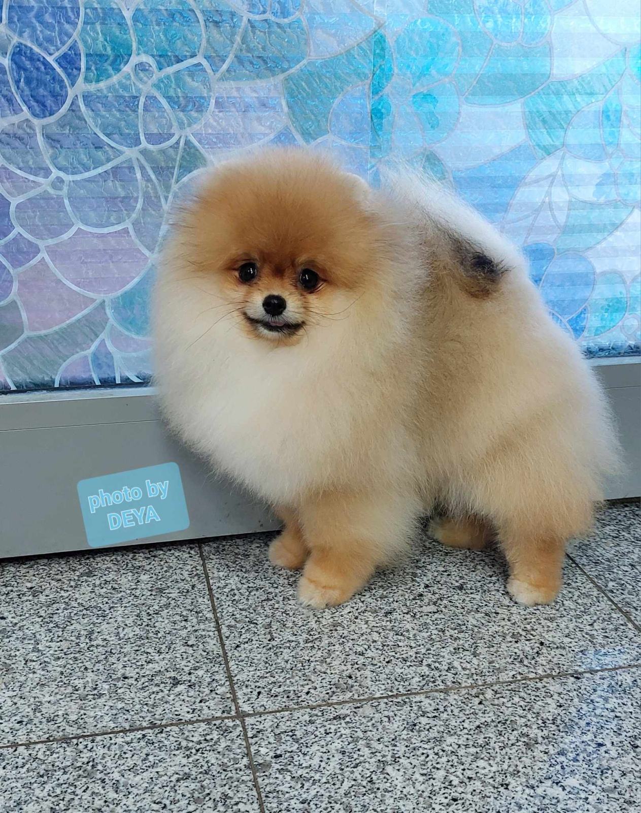 Pomeranac