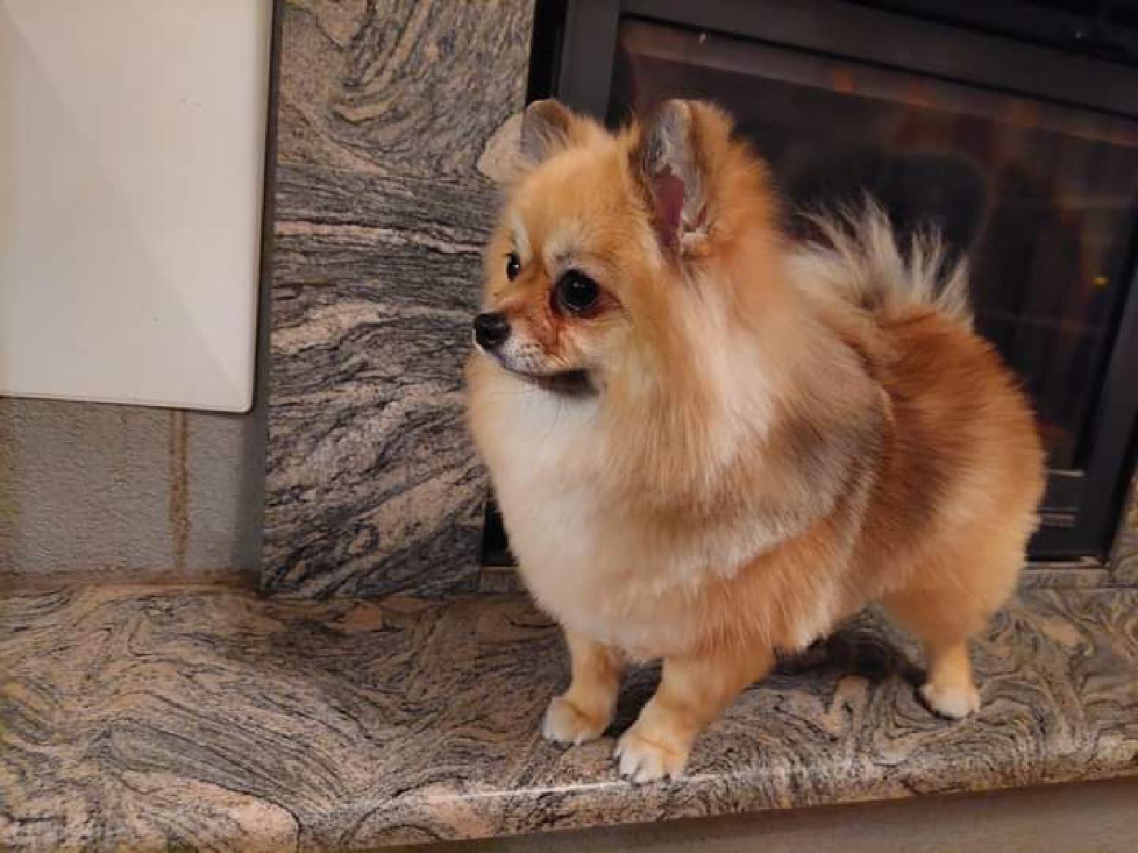 pomeranac