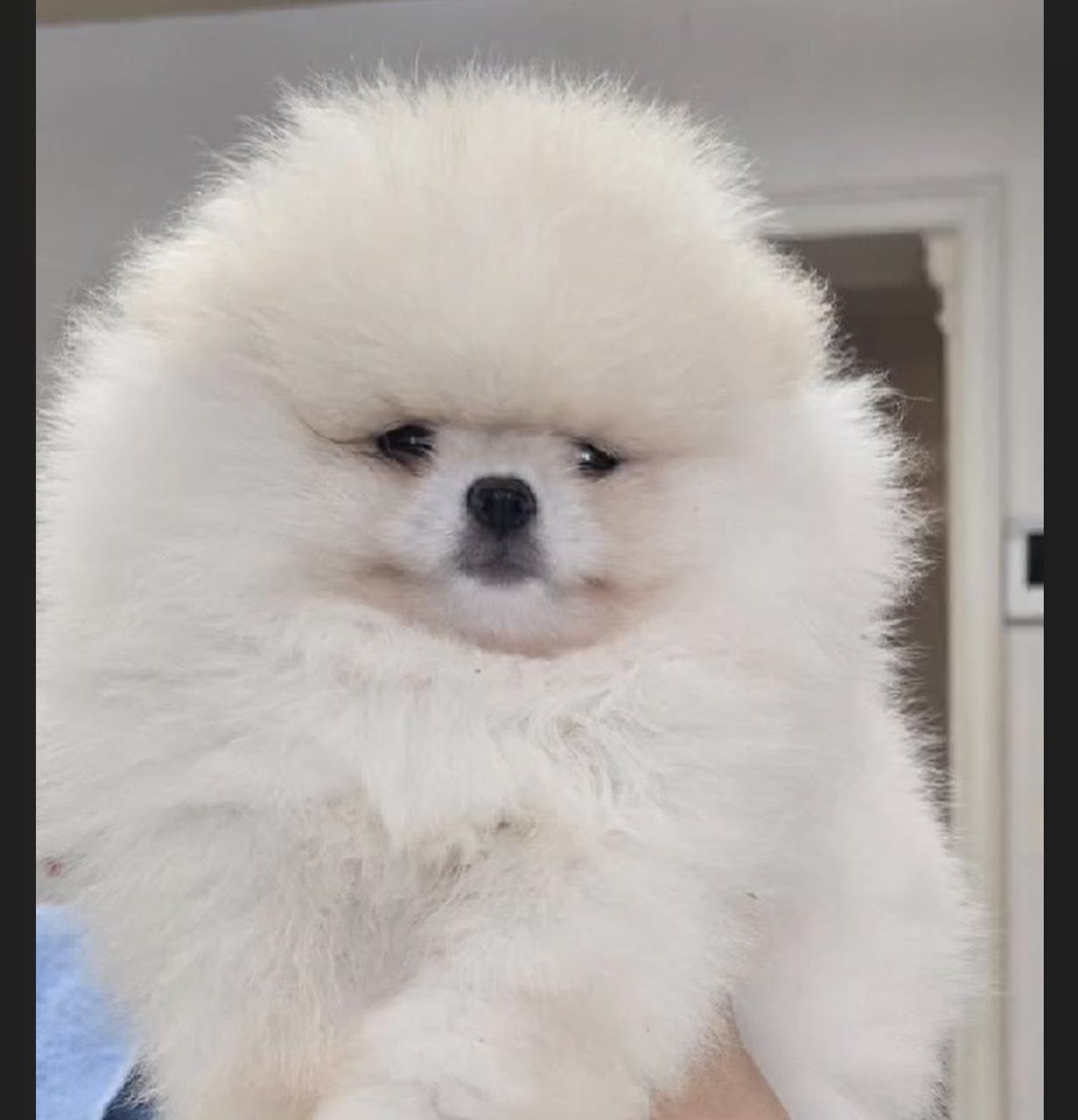 Pomeranac