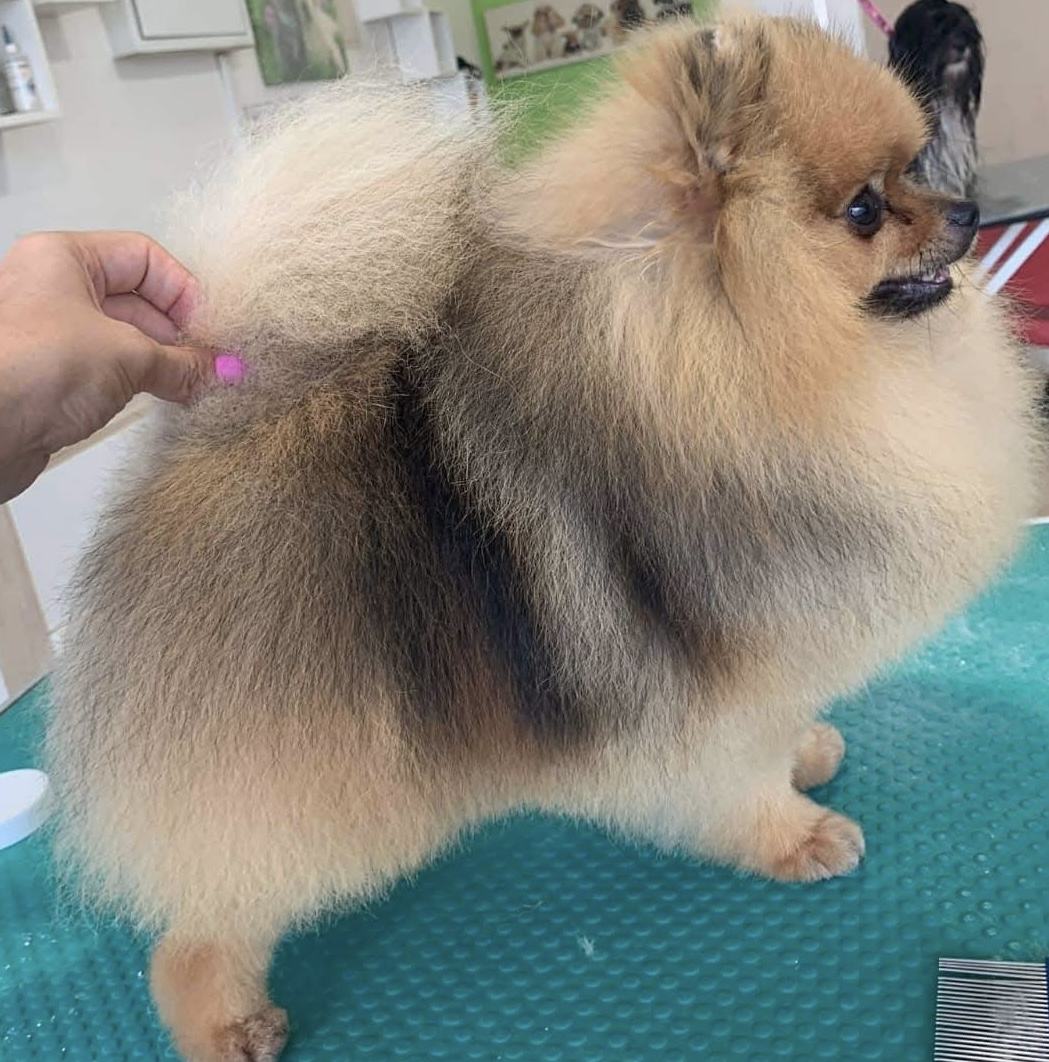Pomeranac