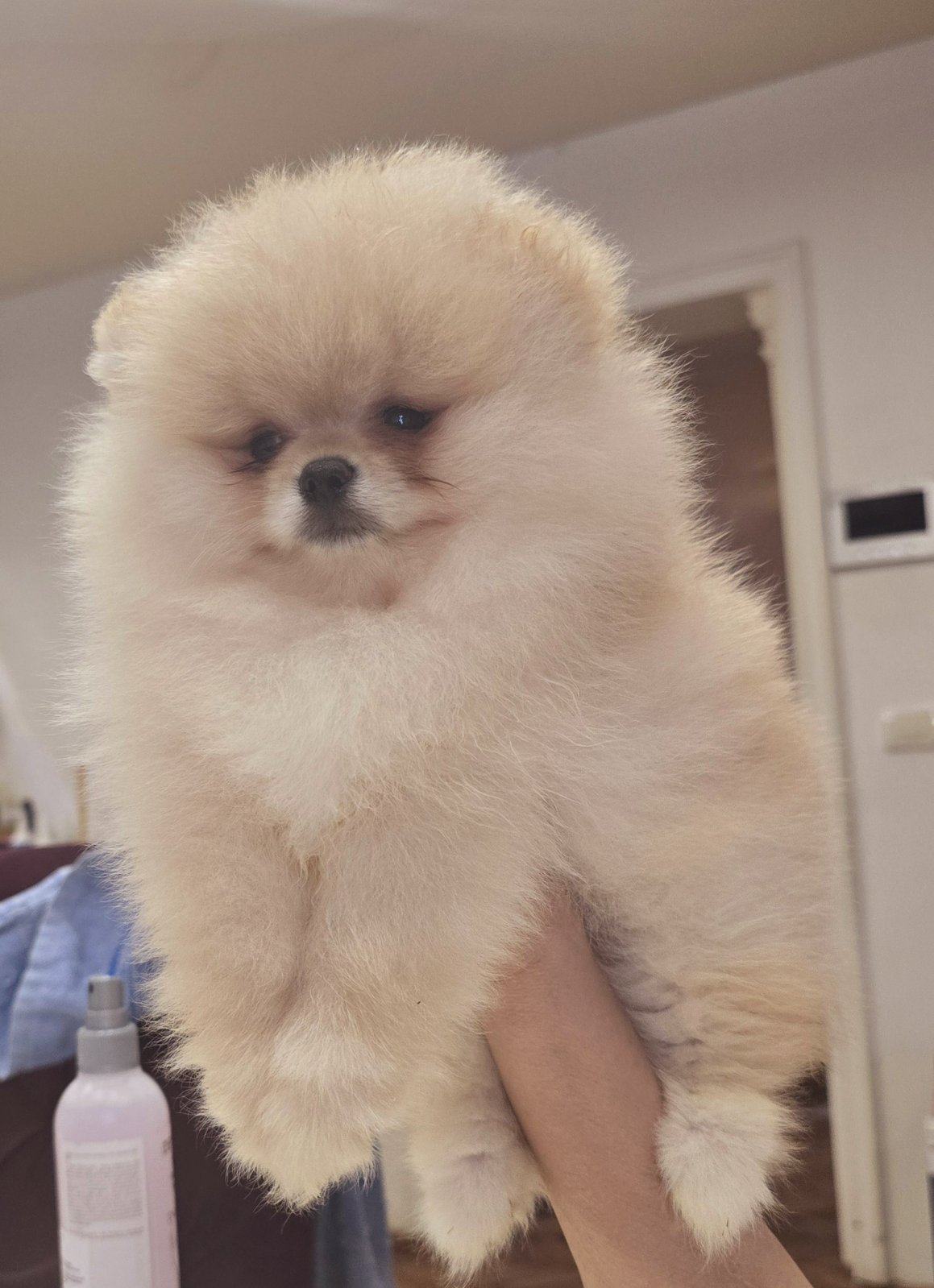 Pomeranac štenci VRHUNSKI kvalitet