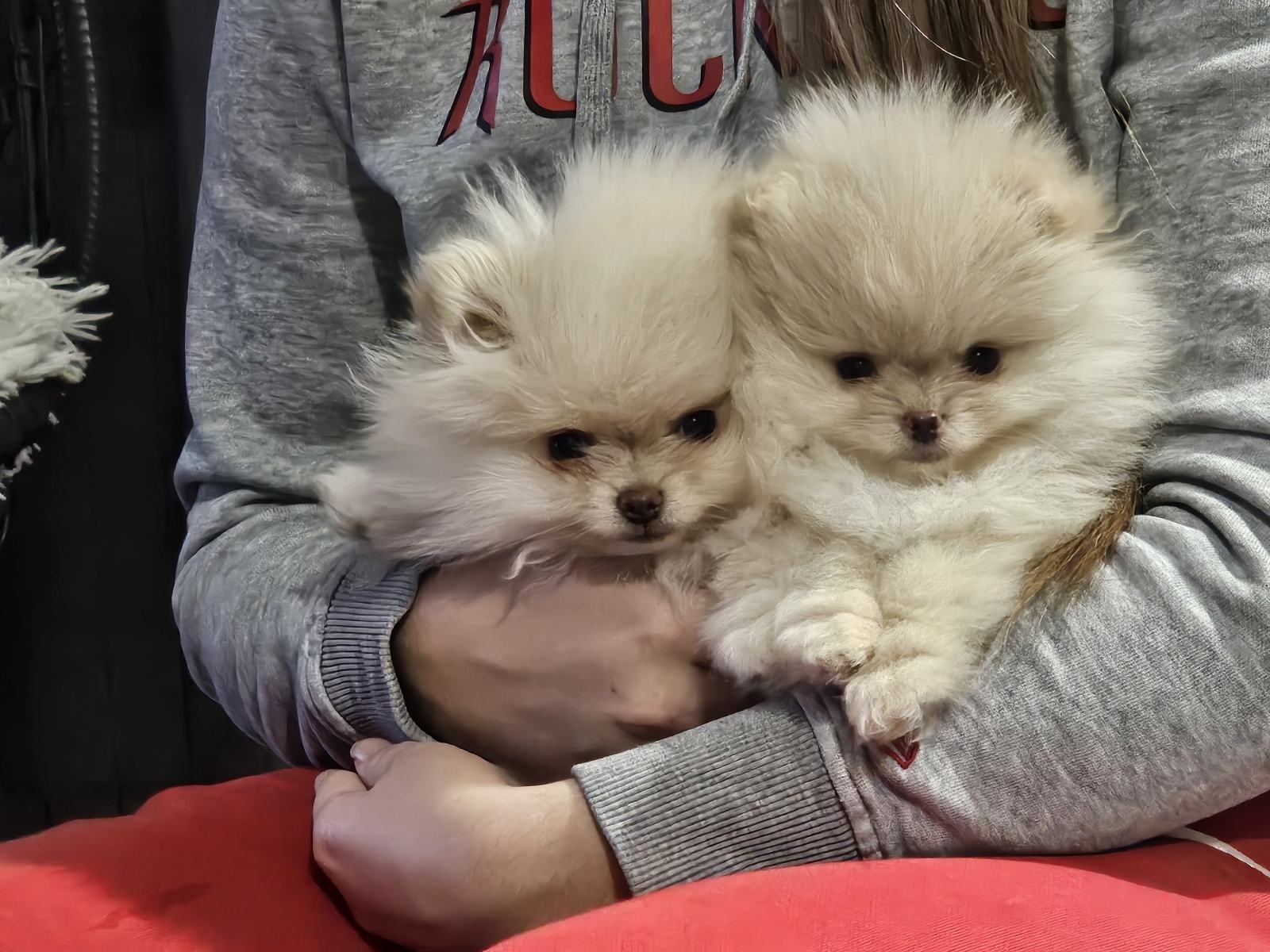 Pomeranski spic-pomeranac