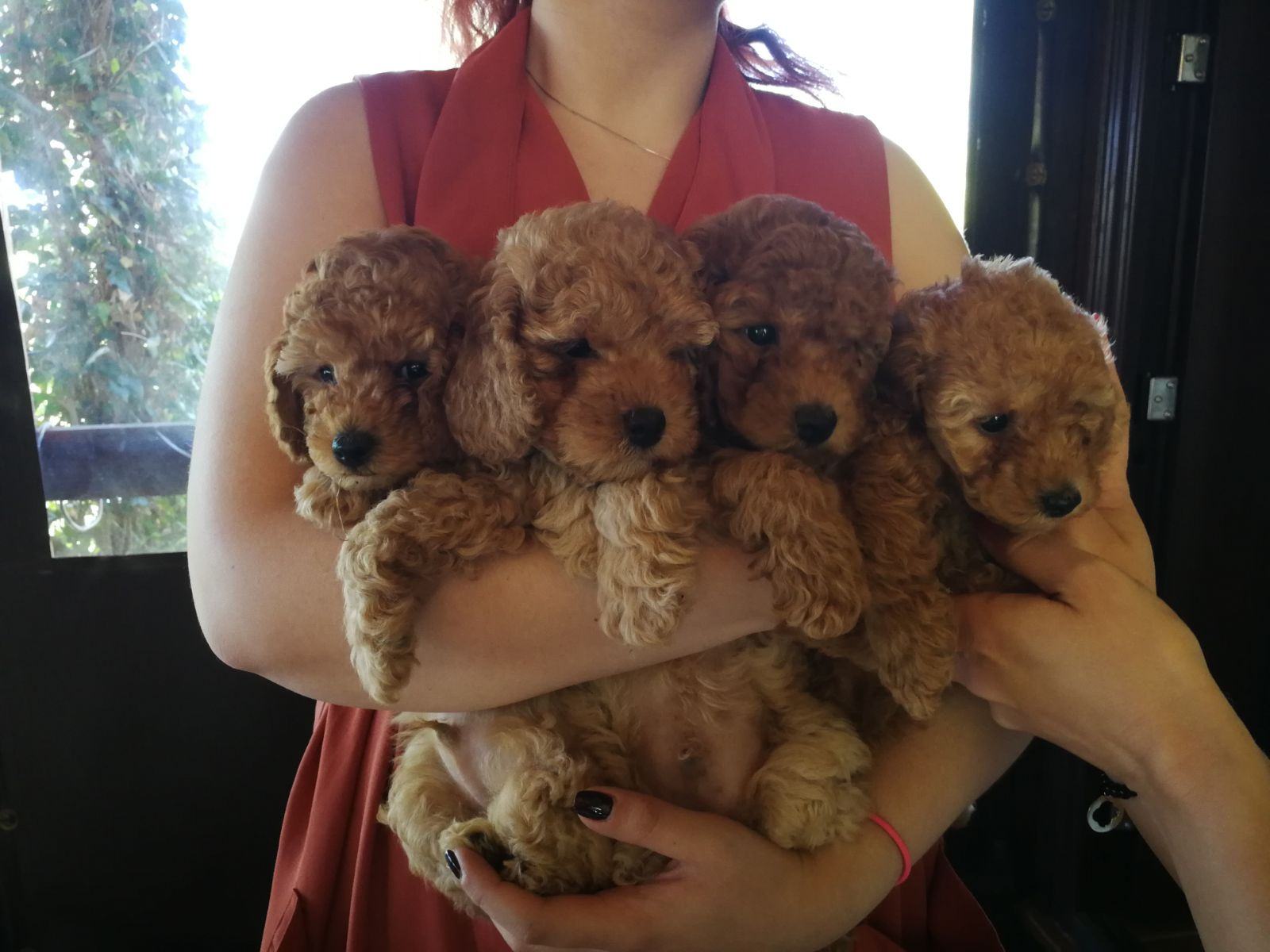 Prekrasne apricot mini i toy pudle stare 2 mjeseca