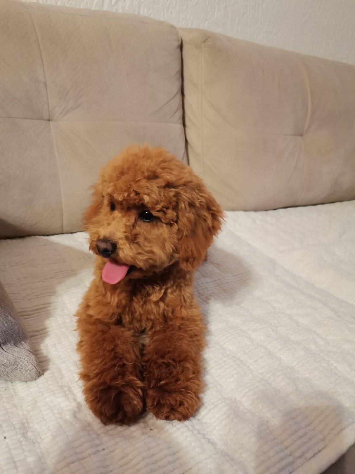 Prodaja Mini pudli i toy pudli Aprikot