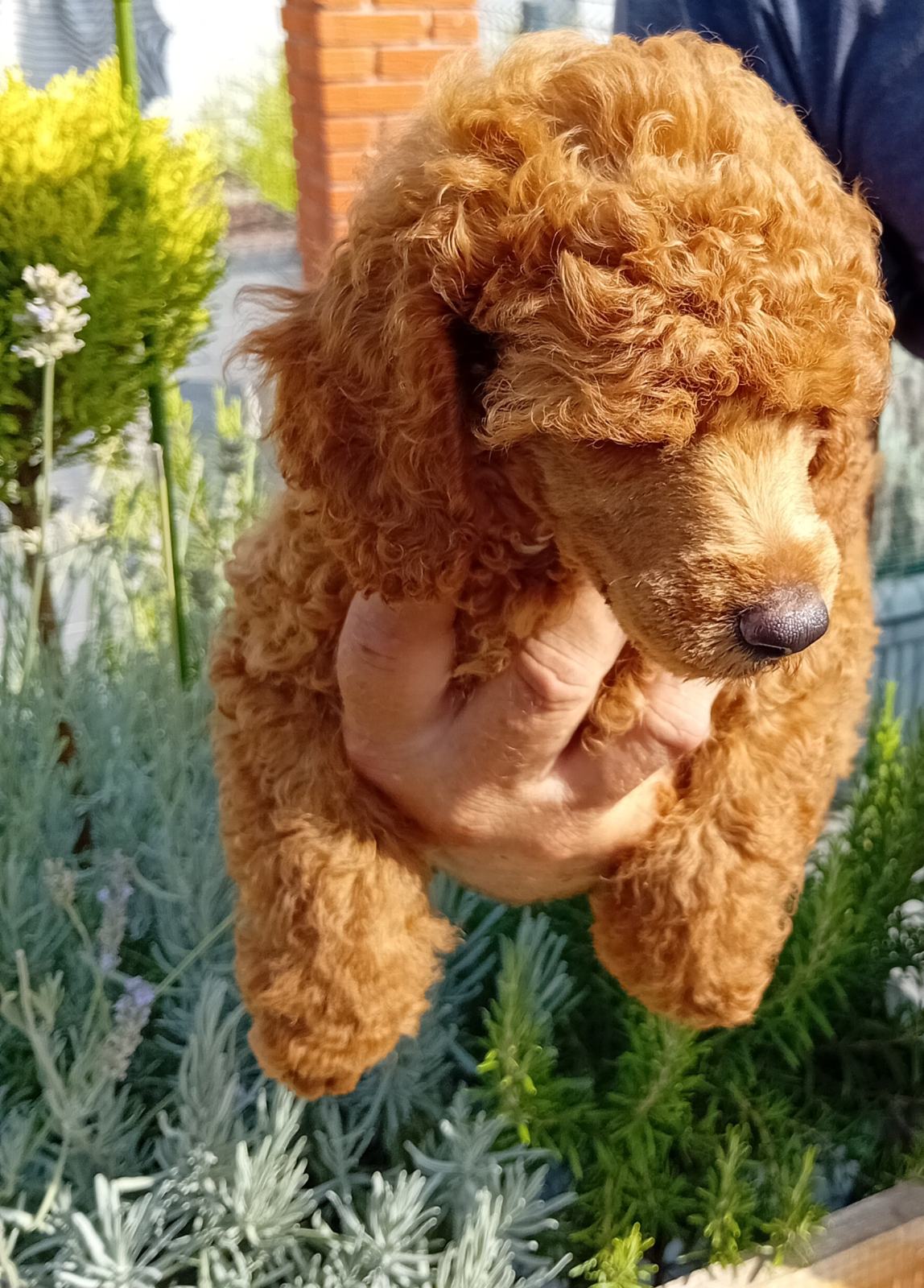 Prodaja pudli štenci