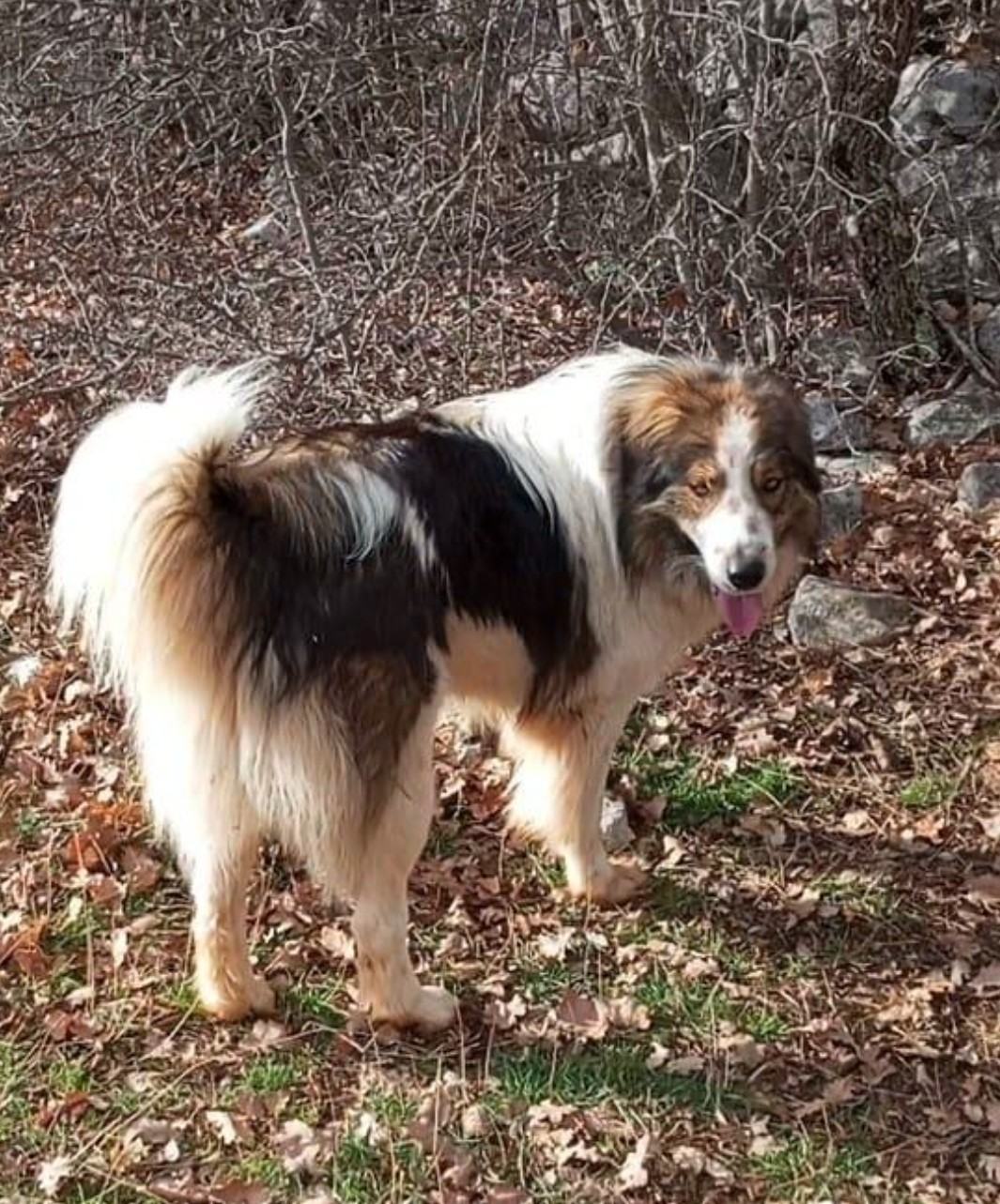 Prodaje se radni pas Tornjak s rodovnicom