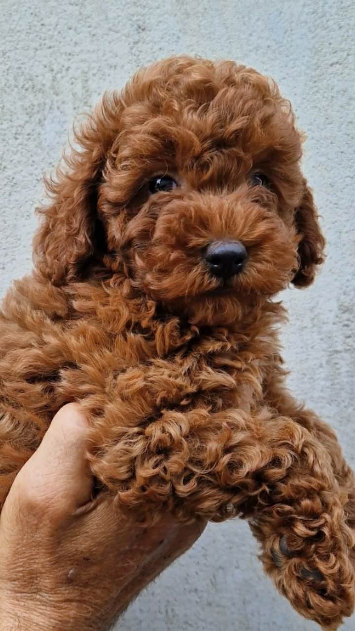 pudle red