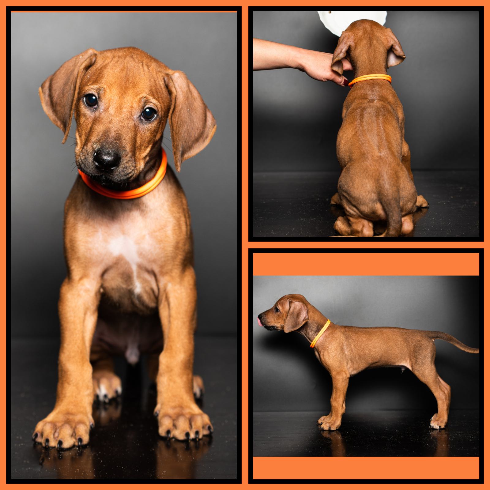 Rhodesian Ridgeback / Rodezijski ridžbek - Štenci