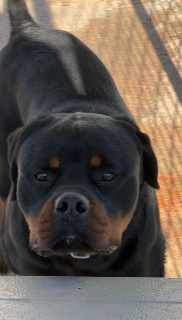 Rottweiler Rotvajler