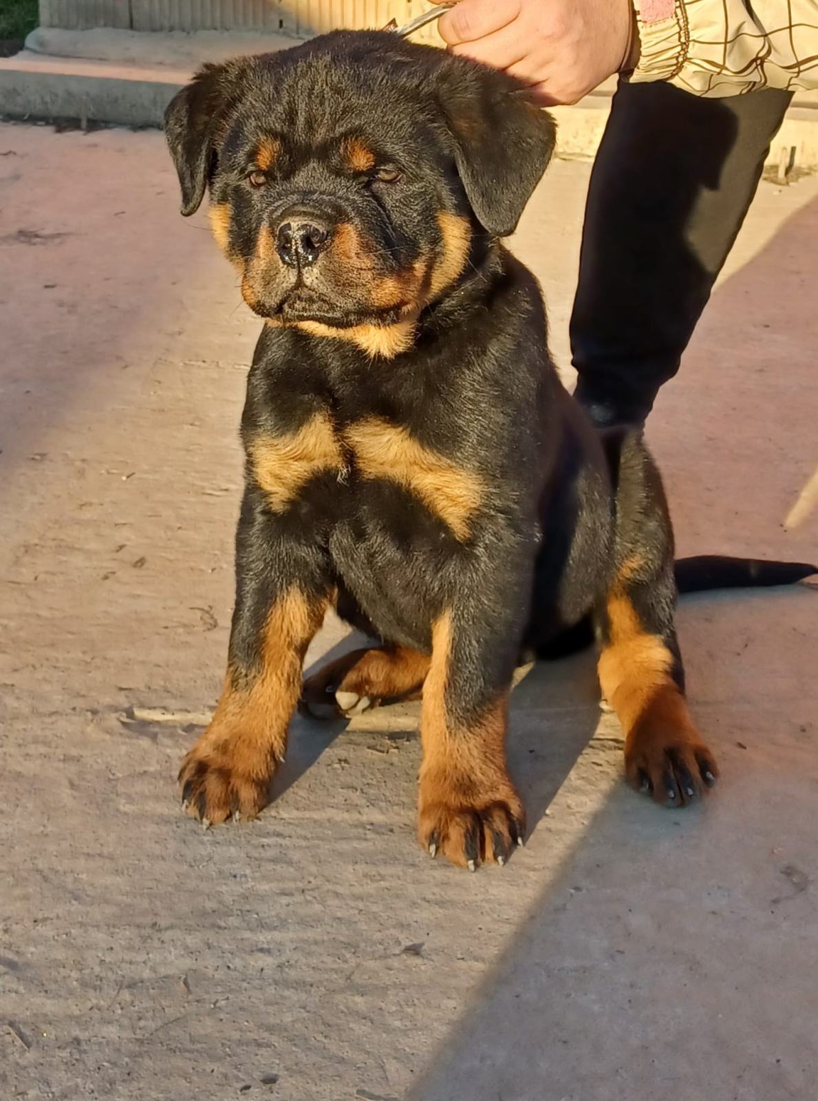 ROTTWEILER ŠTENCI SA RODOVNICOM
