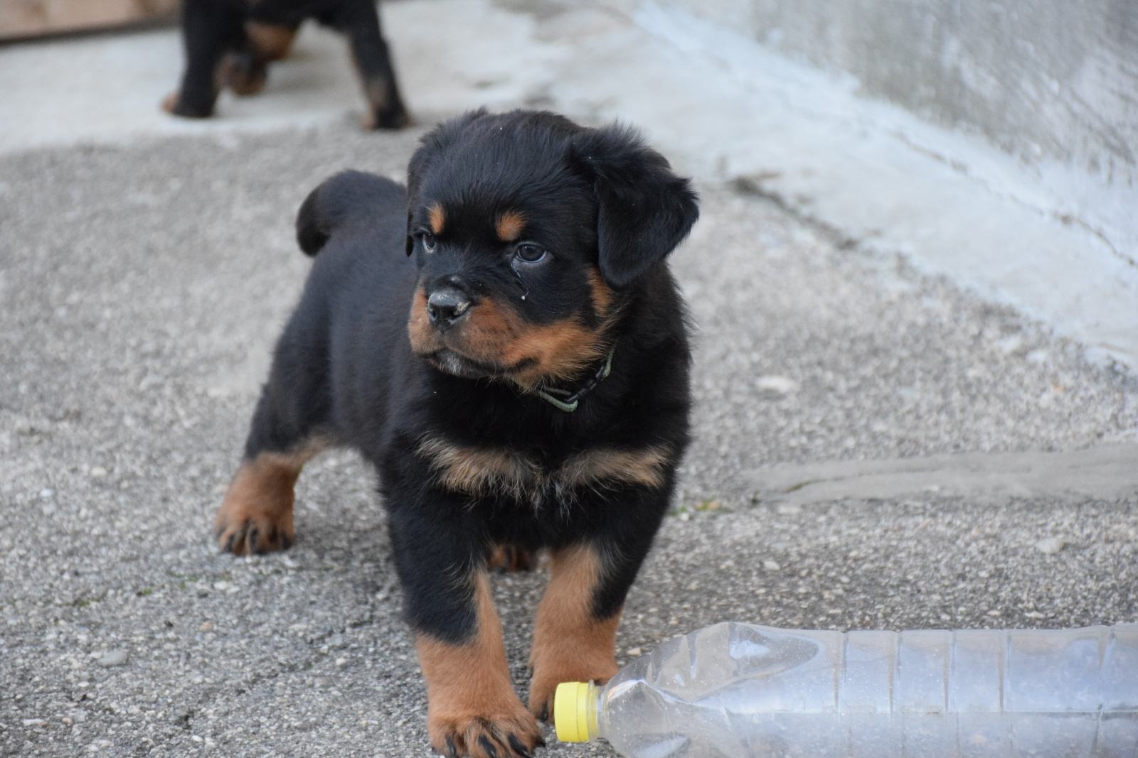 Rottweiler štenci sa rodovnicom