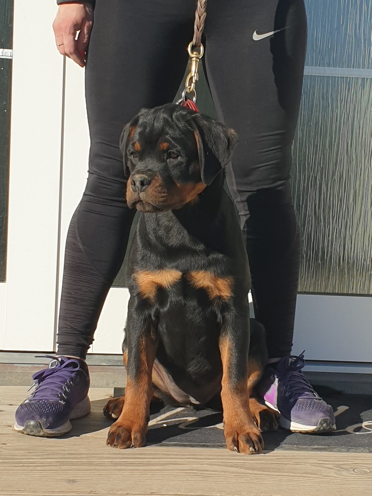Rottweiler štenci
