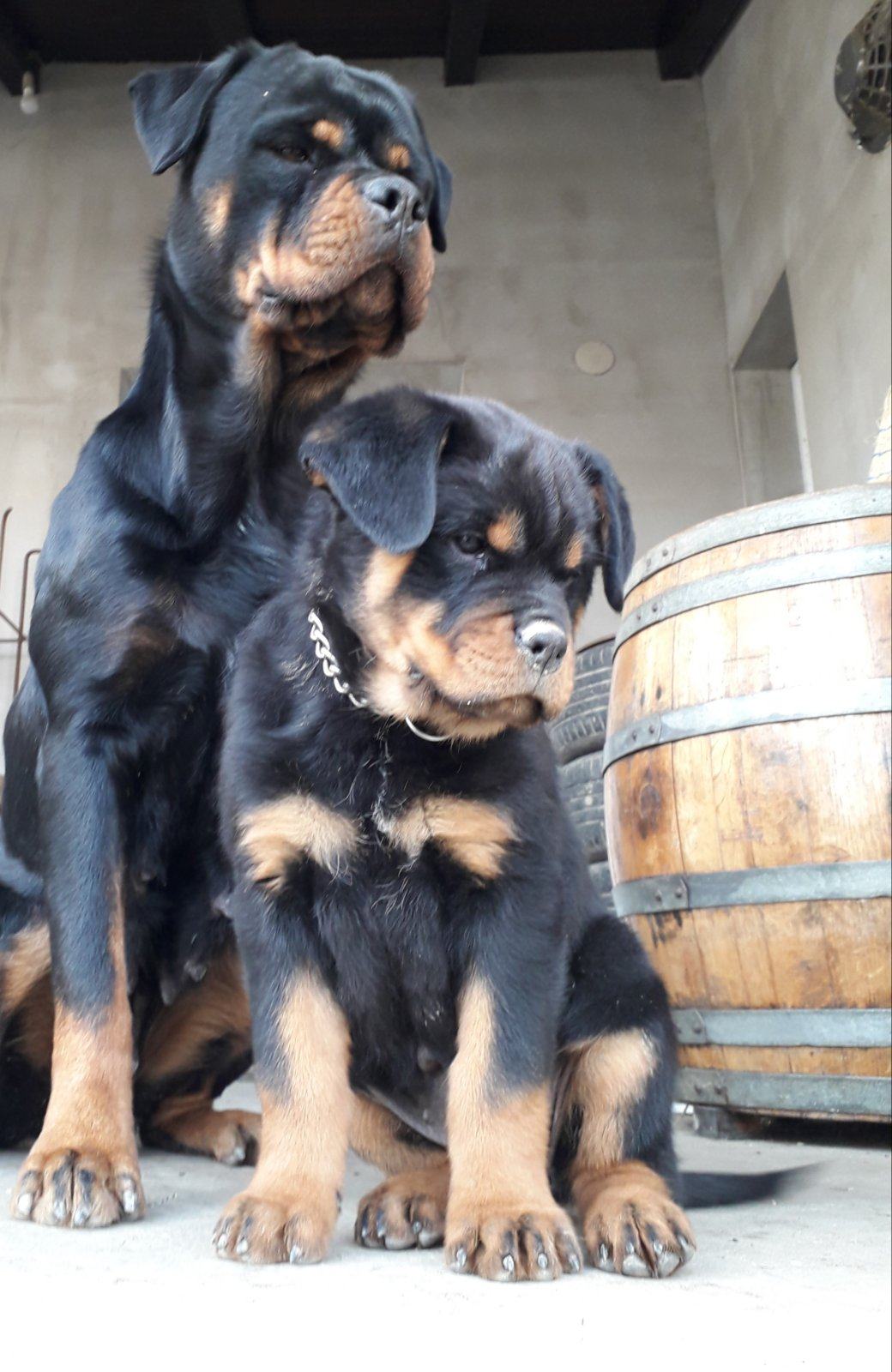 Rottweiler štenci sa pedigreom