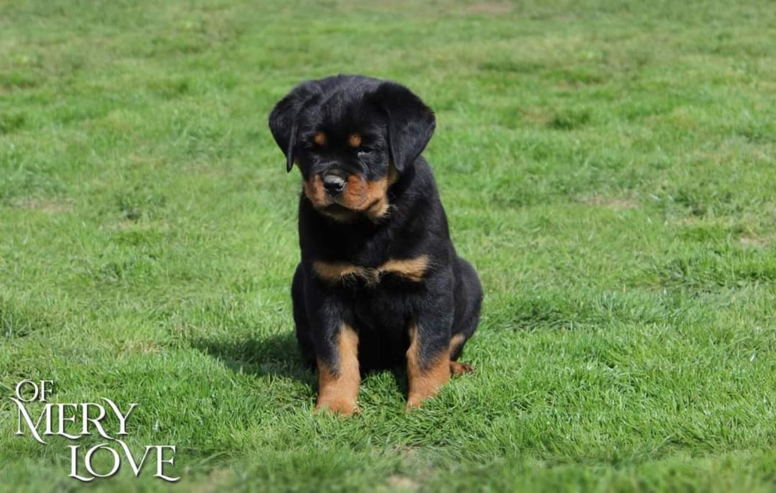 Rottweiler štenci