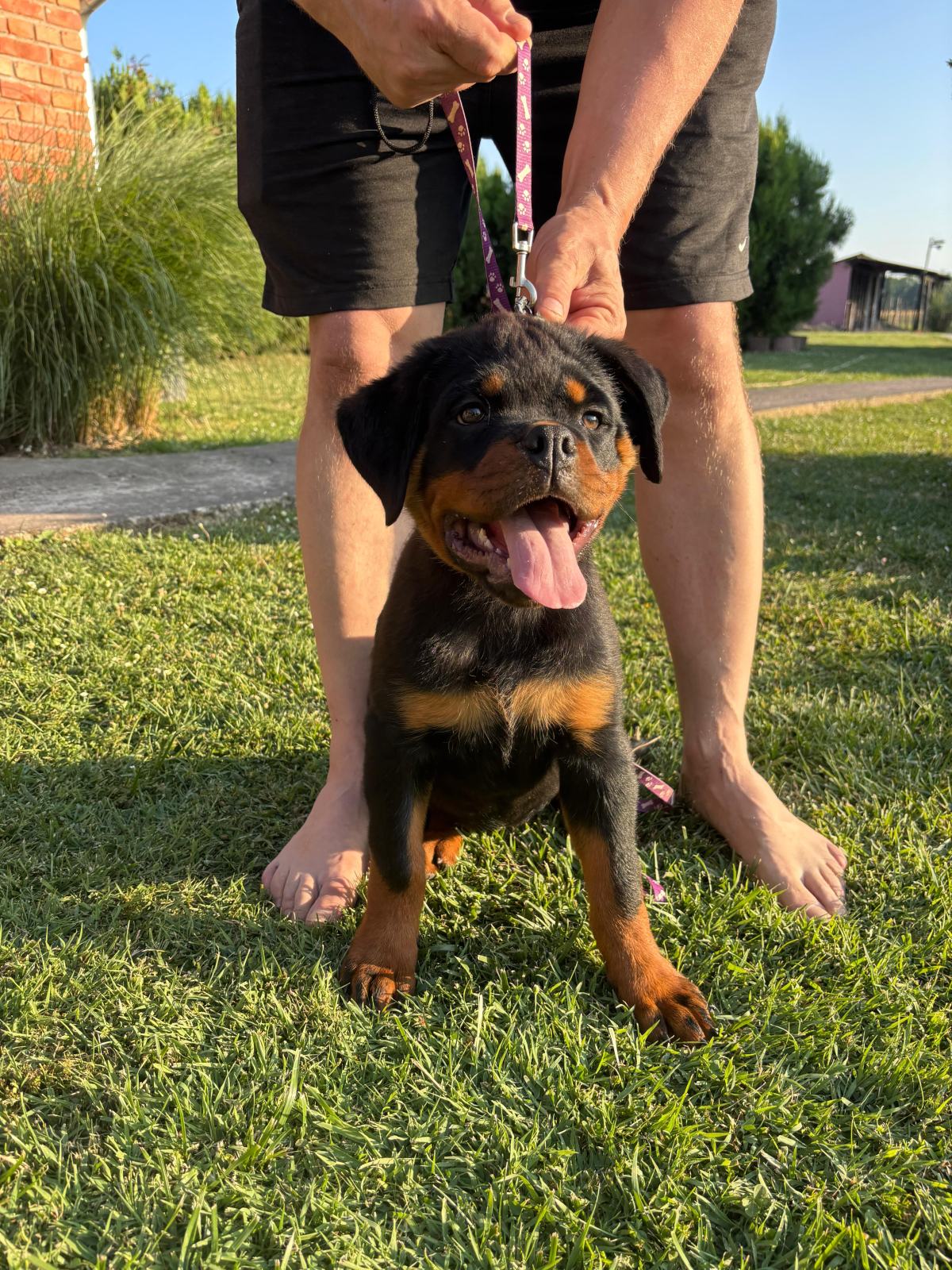 Rottweiler štenci