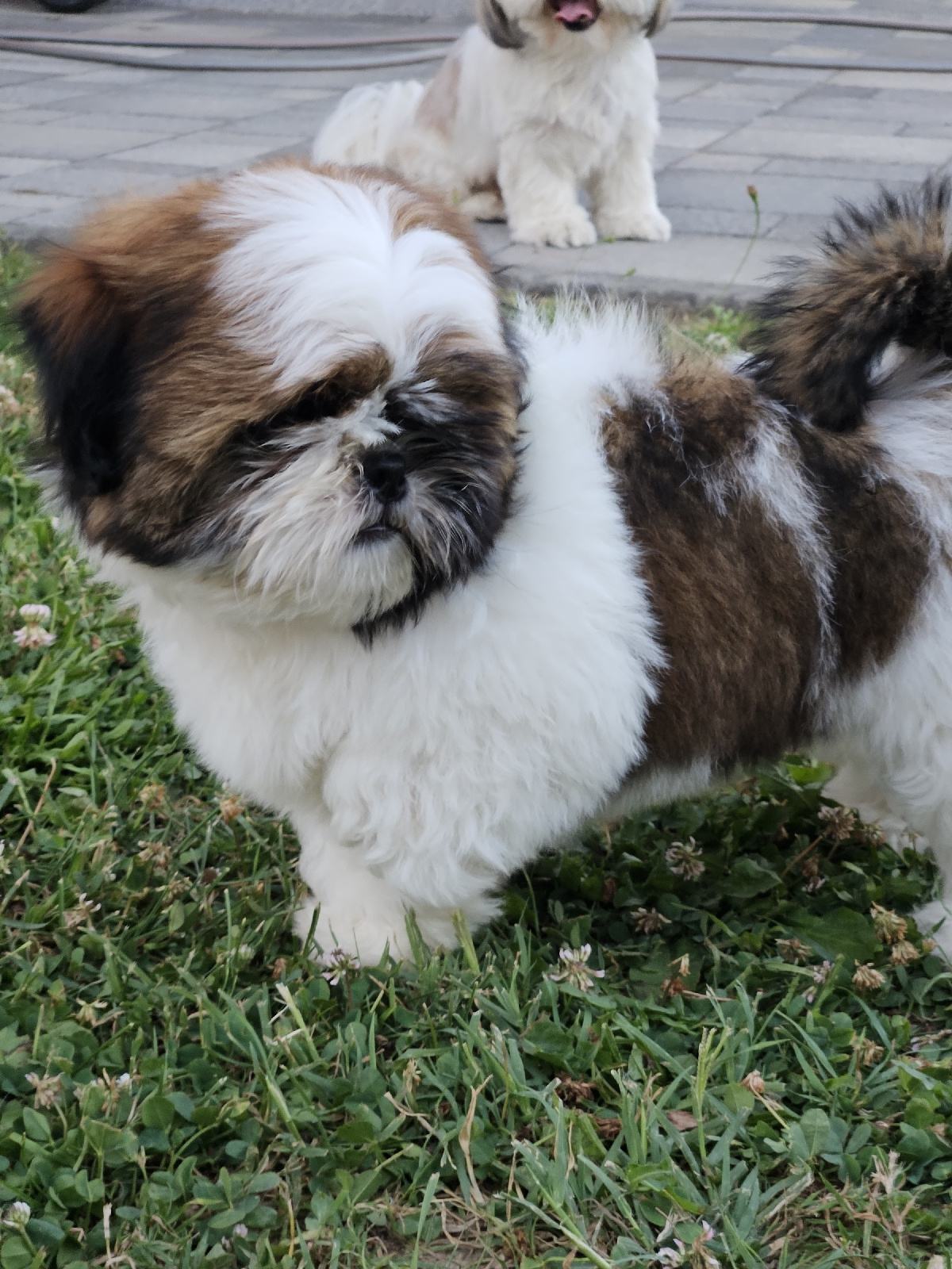 Shih tzu psi sa rodovnicama