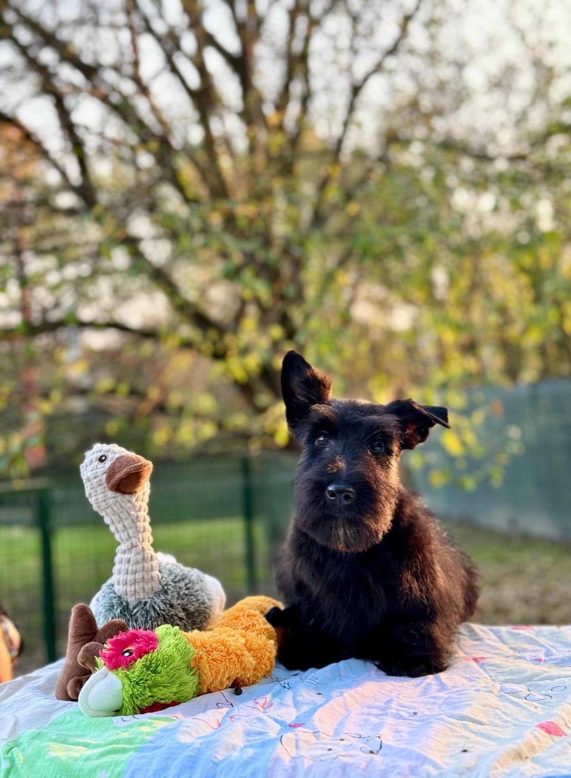 Škotsku terijer štene